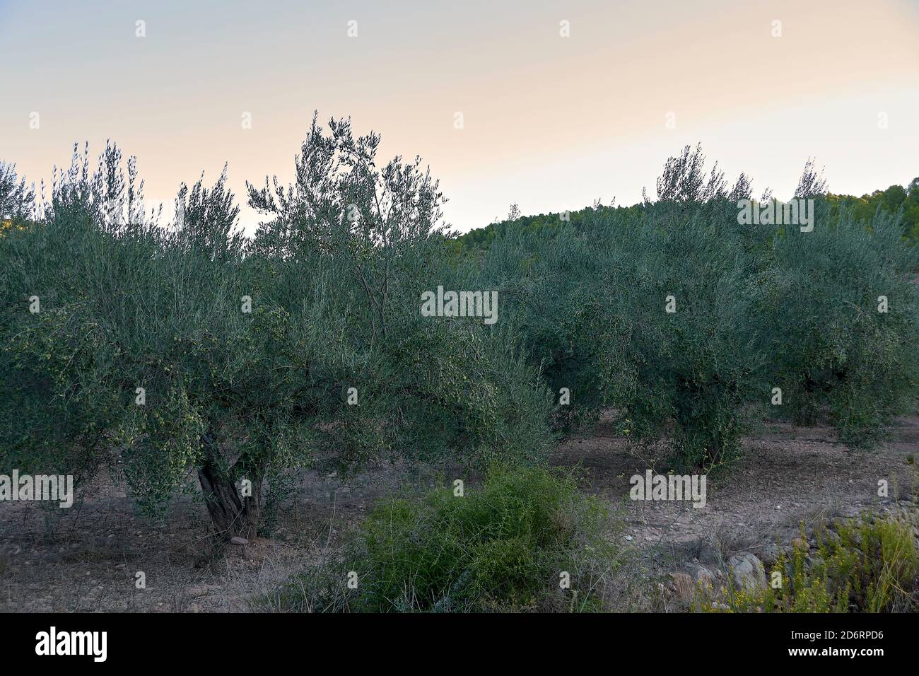Olive fields full of olives for harvest, organic farming, centenary ...