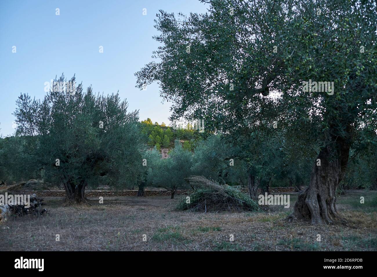 Olive fields full of olives for harvest, organic farming, centenary ...