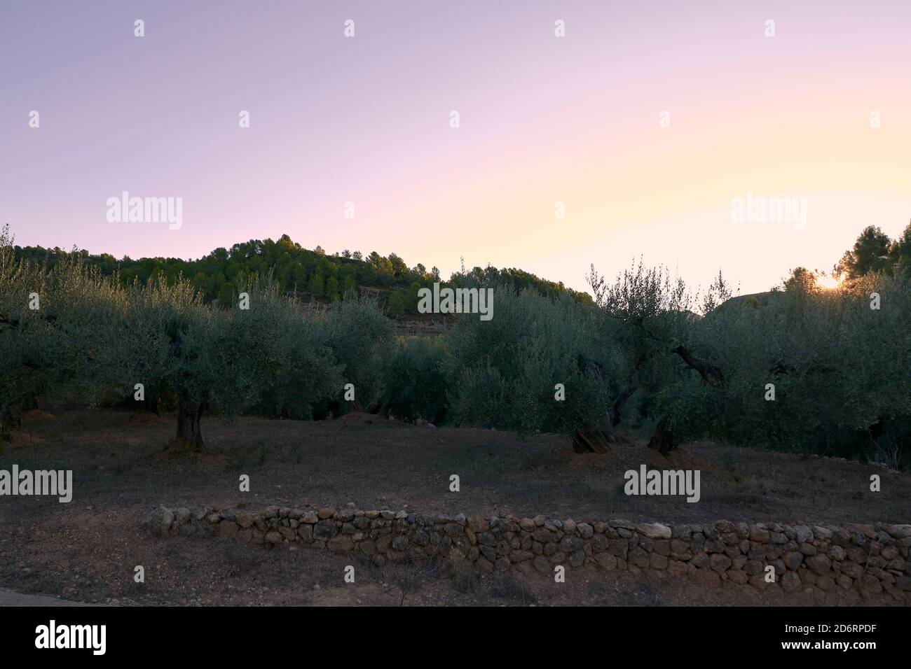 Olive fields full of olives for harvest, organic farming, centenary ...