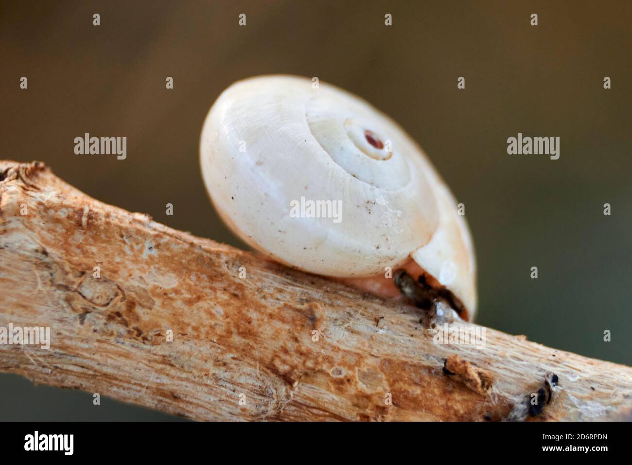 Hawaii land snail hi-res stock photography and images - Alamy