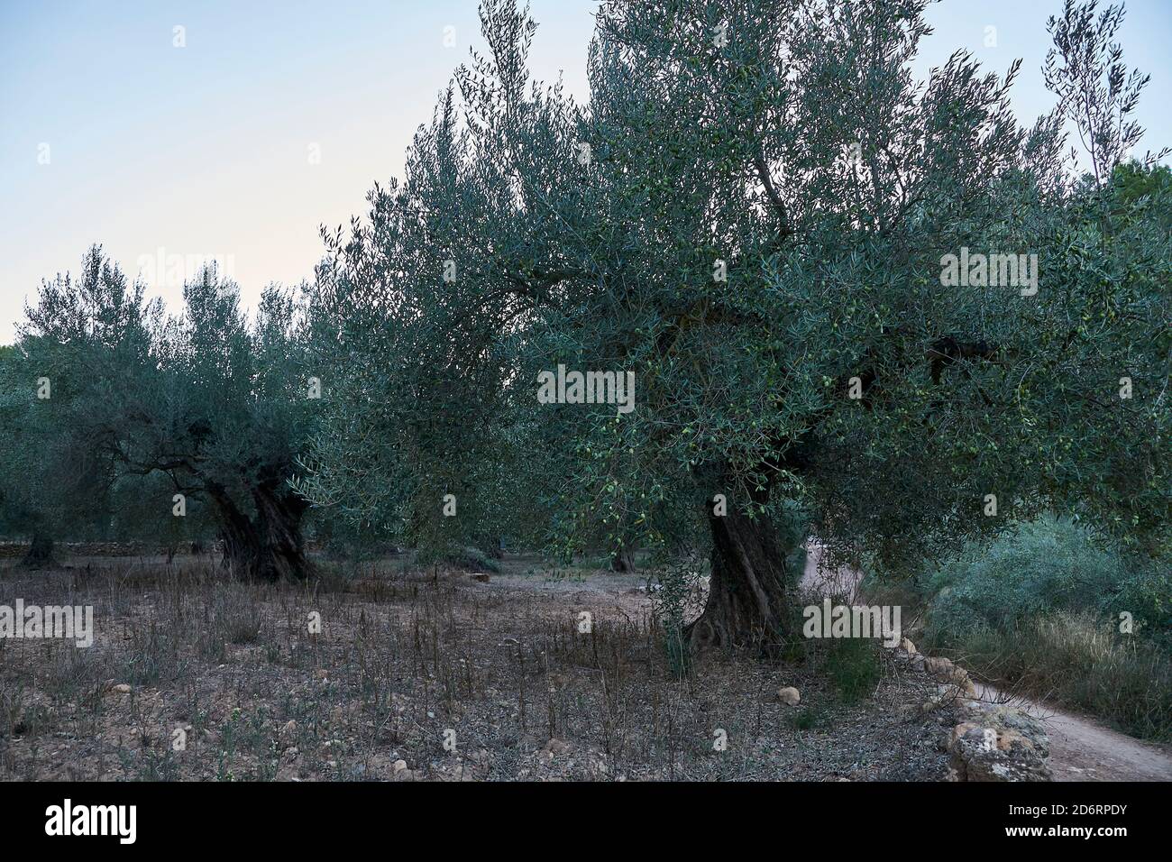 Olive fields full of olives for harvest, organic farming, centenary ...