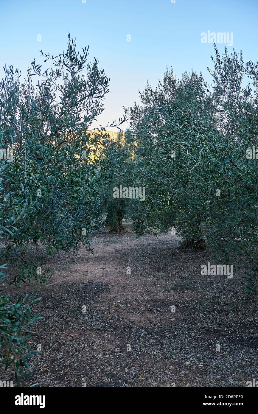 Olive fields full of olives for harvest, organic farming, centenary ...
