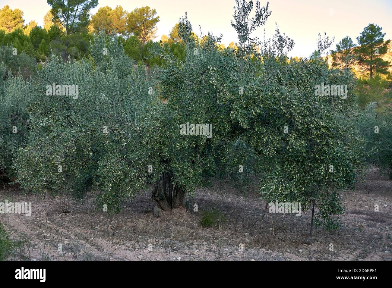 Olive fields full of olives for harvest, organic farming, centenary ...