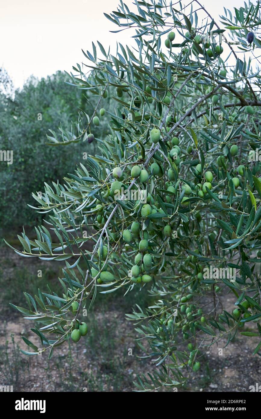 Olive fields full of olives for harvest, organic farming, centenary ...