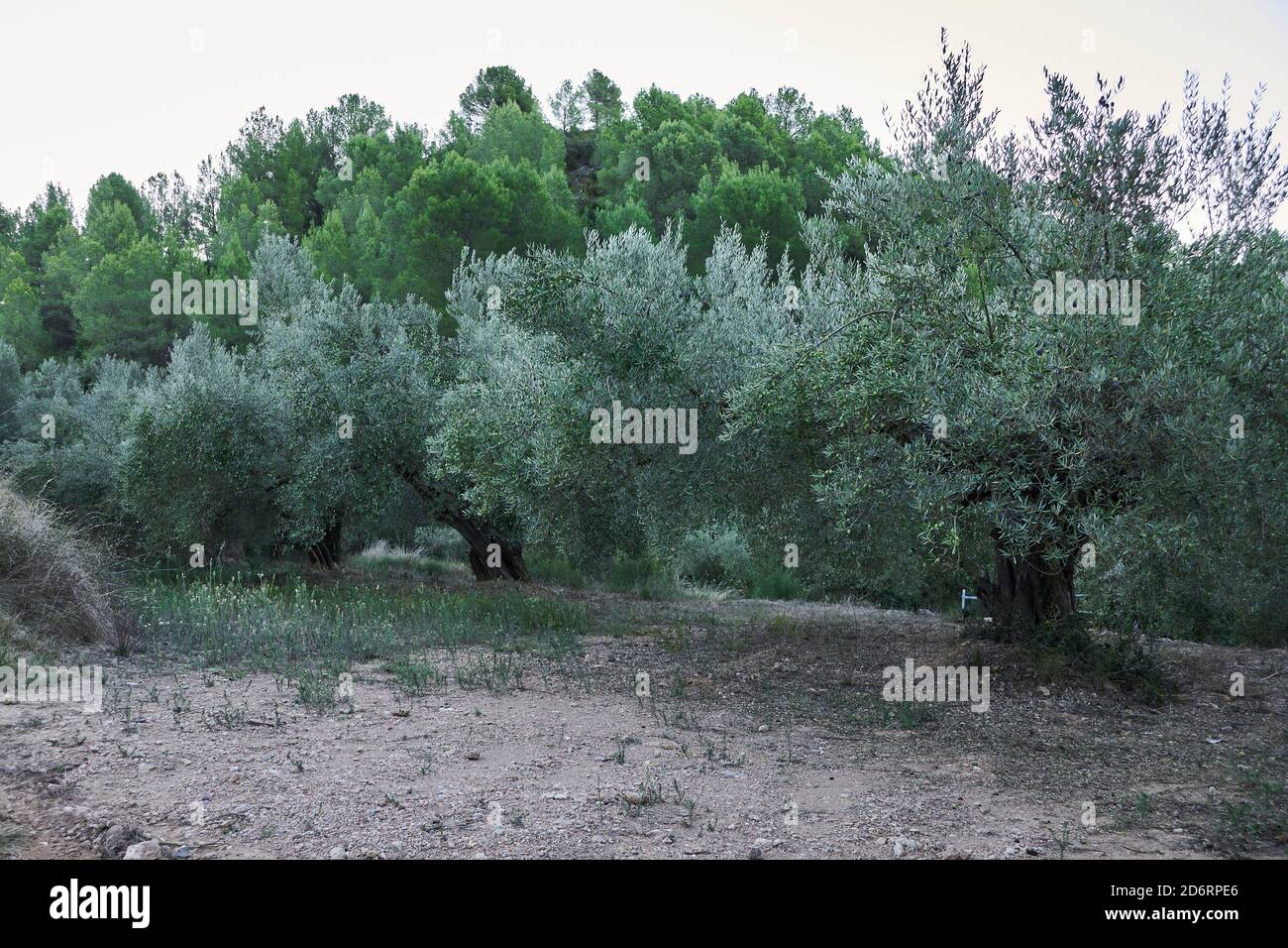 Olive fields full of olives for harvest, organic farming, centenary ...