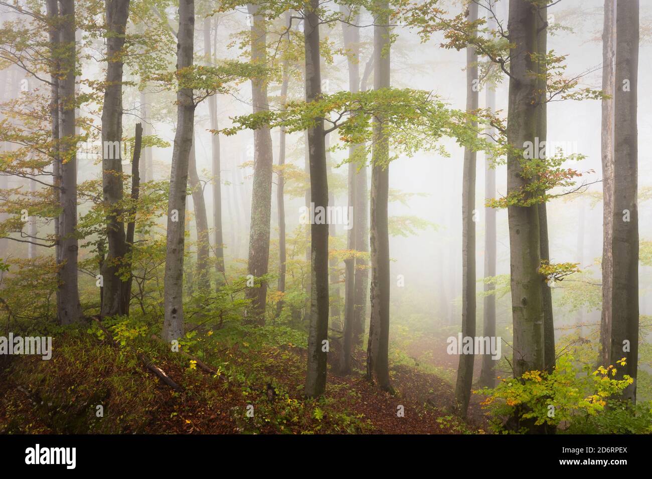 Beech forest in Velka Fatra national park, central Slovakia Stock Photo ...