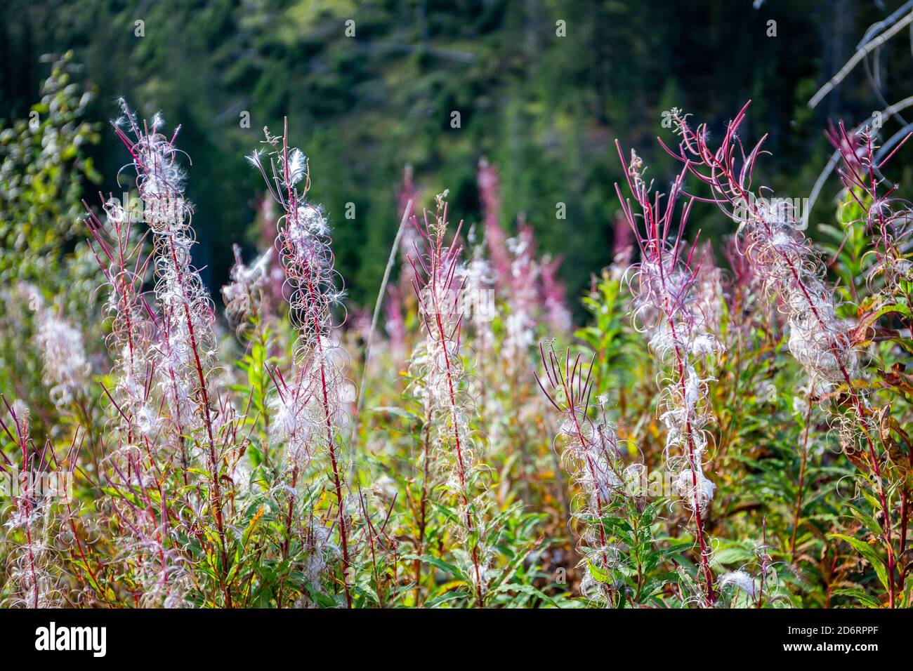 Pink fireweed (Chamaenerion angustifolium) flowers in Lejowa Valley in ...
