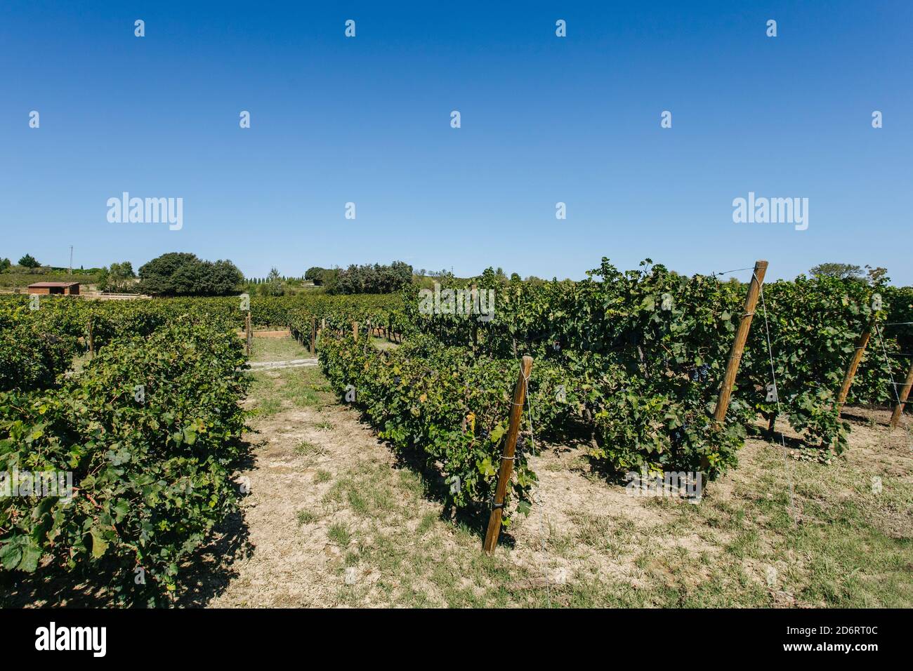 Cultivation of bright greenery vineyards near narrow pathway and trees ...