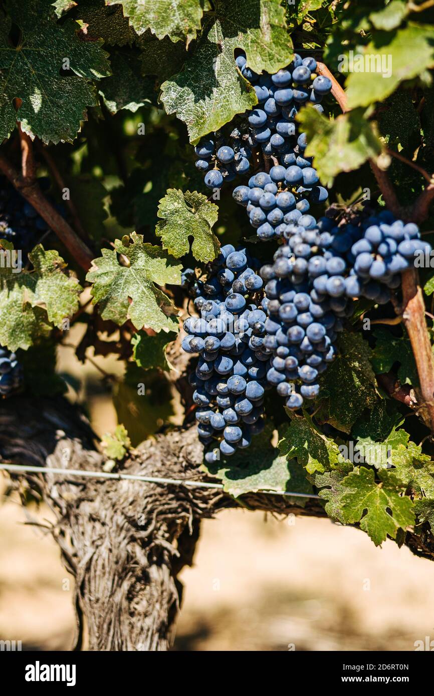 Bright bunches of fresh grapes growing on vine with thin twigs and ...