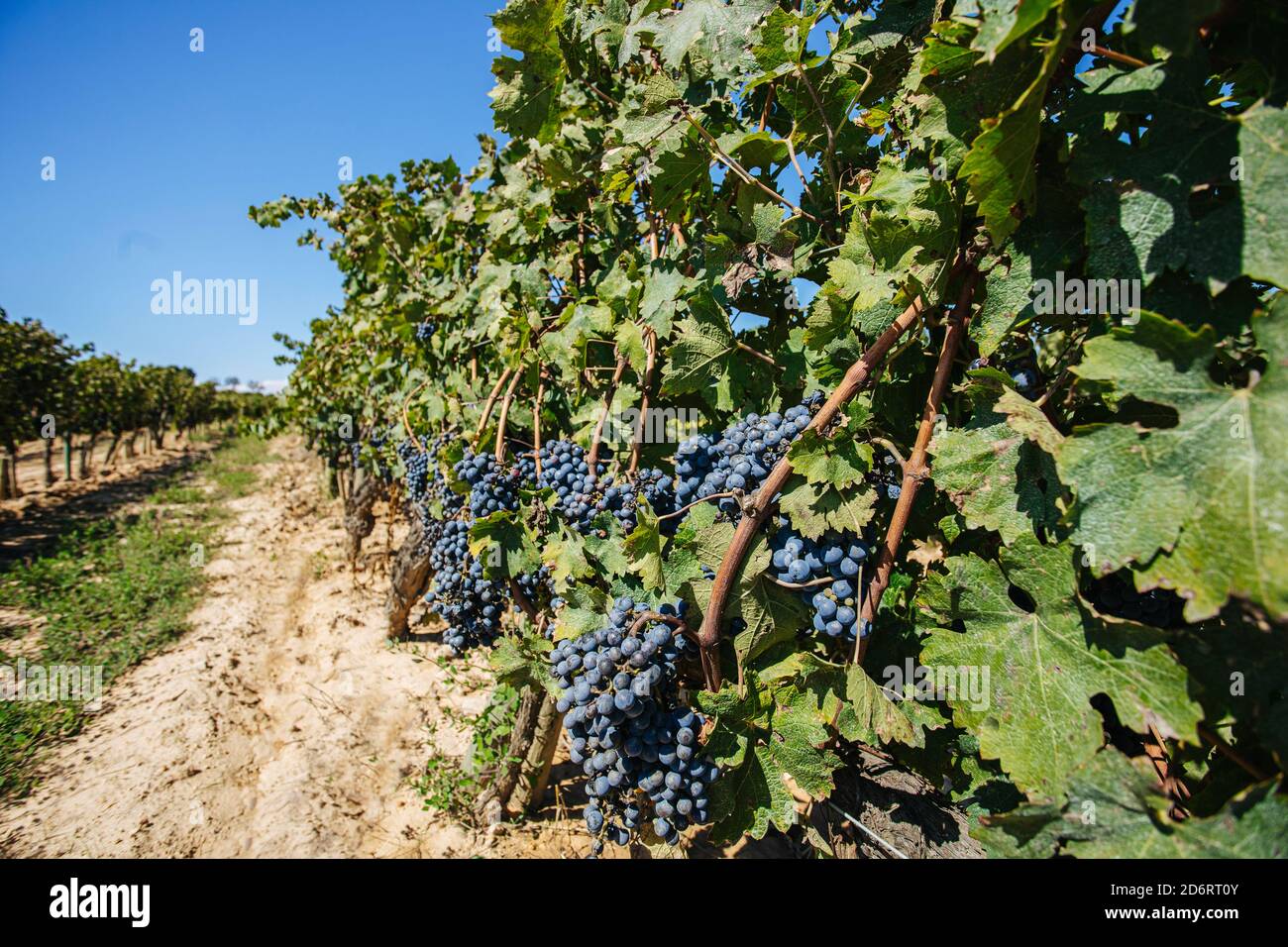 Cultivation of bright greenery vineyards near narrow pathway and trees ...
