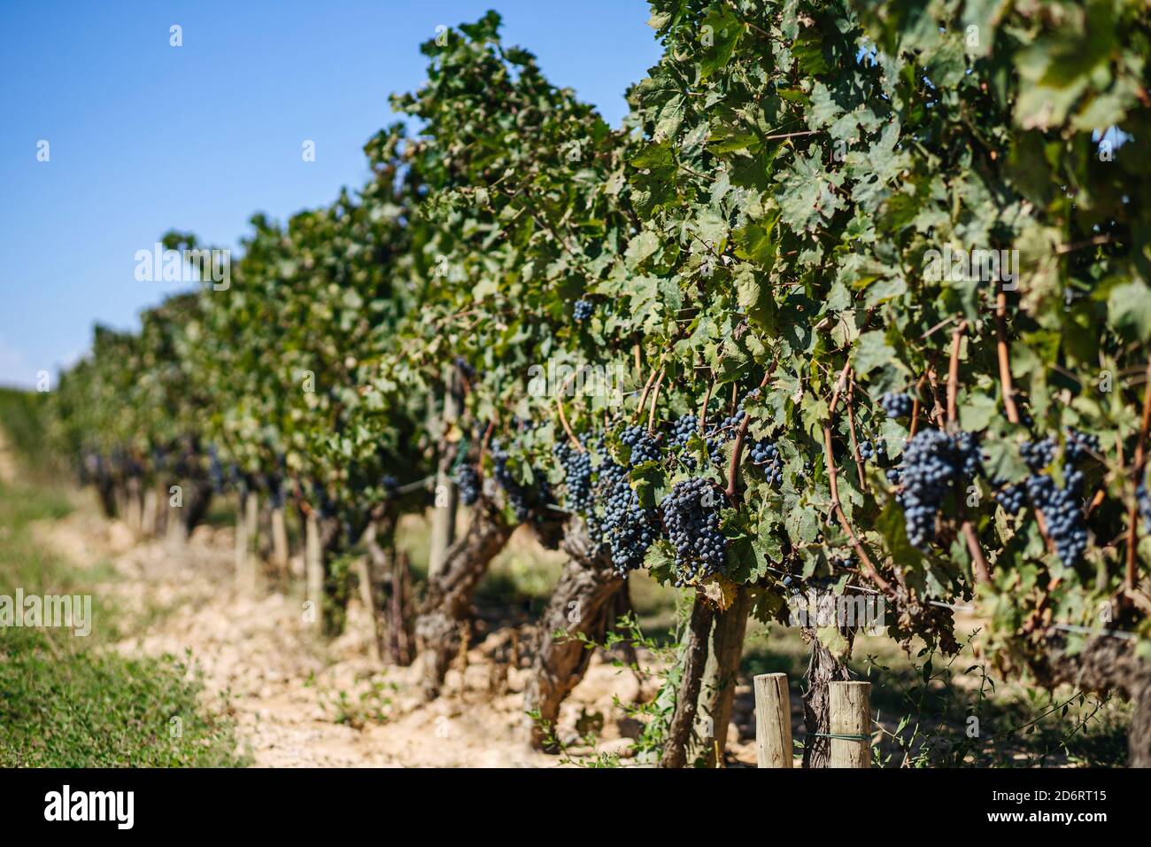 Cultivation of bright greenery vineyards near narrow pathway and trees ...