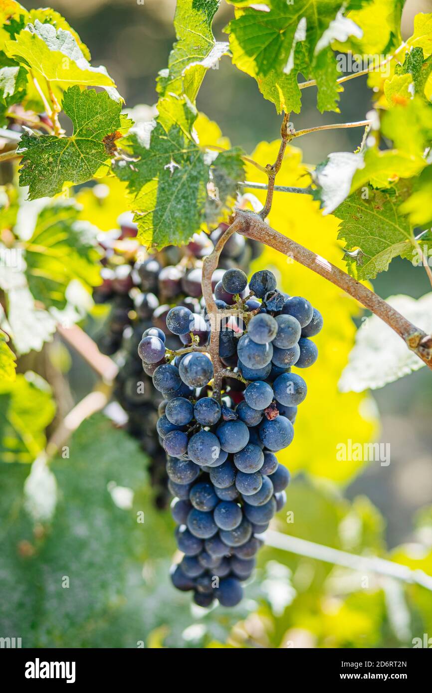 Bright bunches of fresh grapes growing on vine with thin twigs and ...