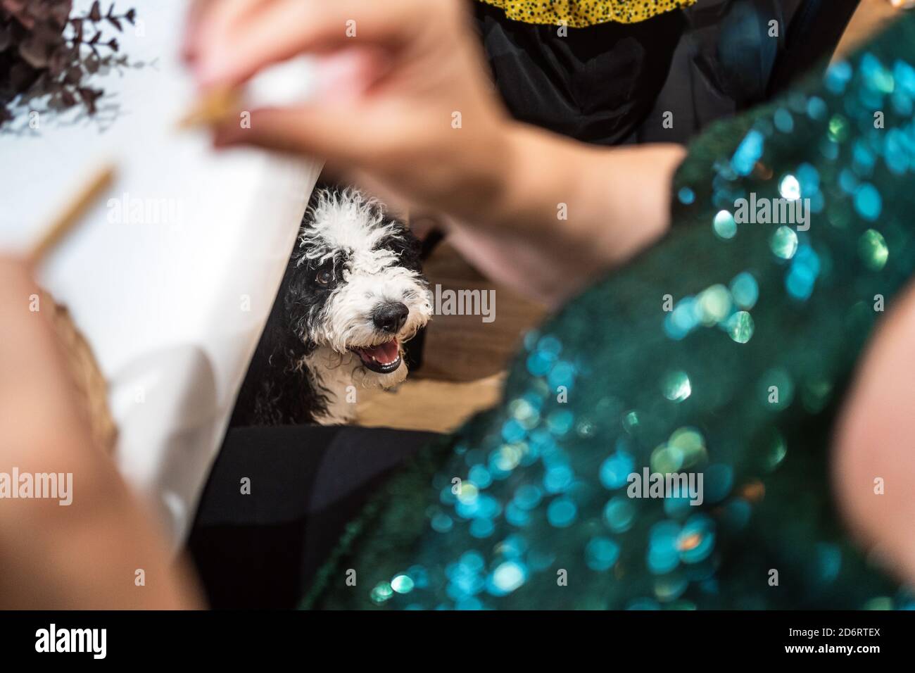 From above of crop anonymous person giving piece of food to focused ...