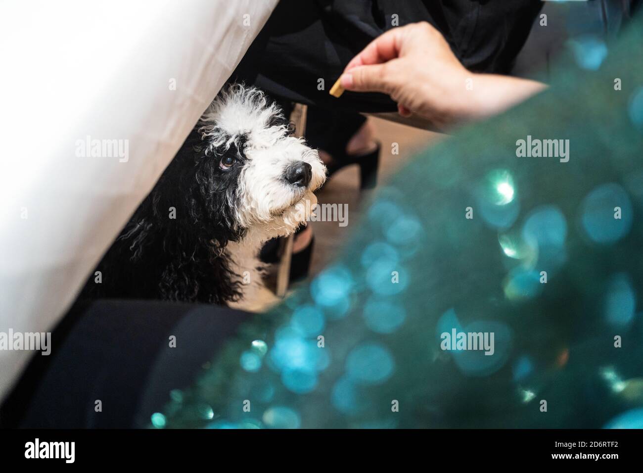 From above of crop anonymous person giving piece of food to focused ...