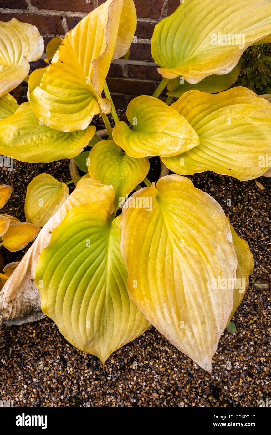 Large yellow leaves of deciduous Hosta (plantain lily) 'Sum and ...