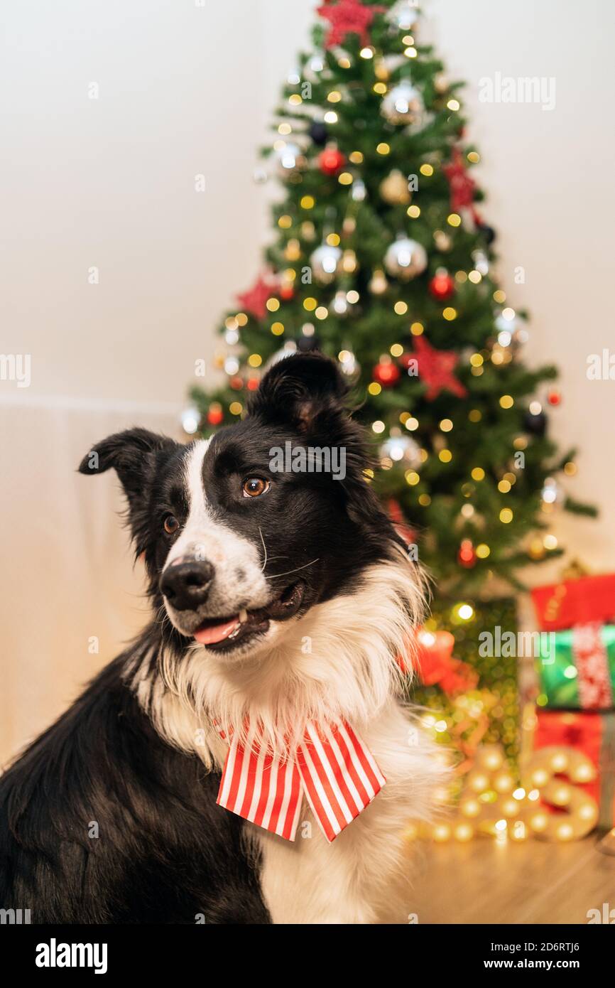 Border collie christmas lights hi-res stock photography and images - Alamy