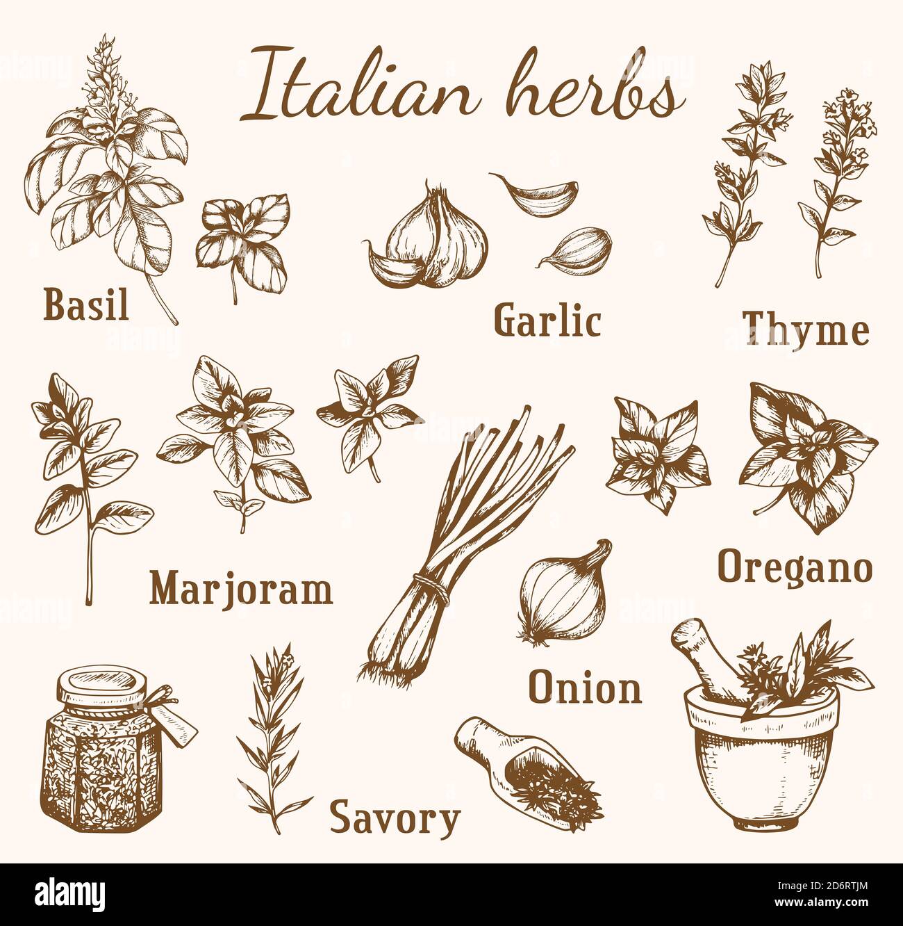 Set of vintage hand drawn Italian spices and herbs Stock Photo - Alamy