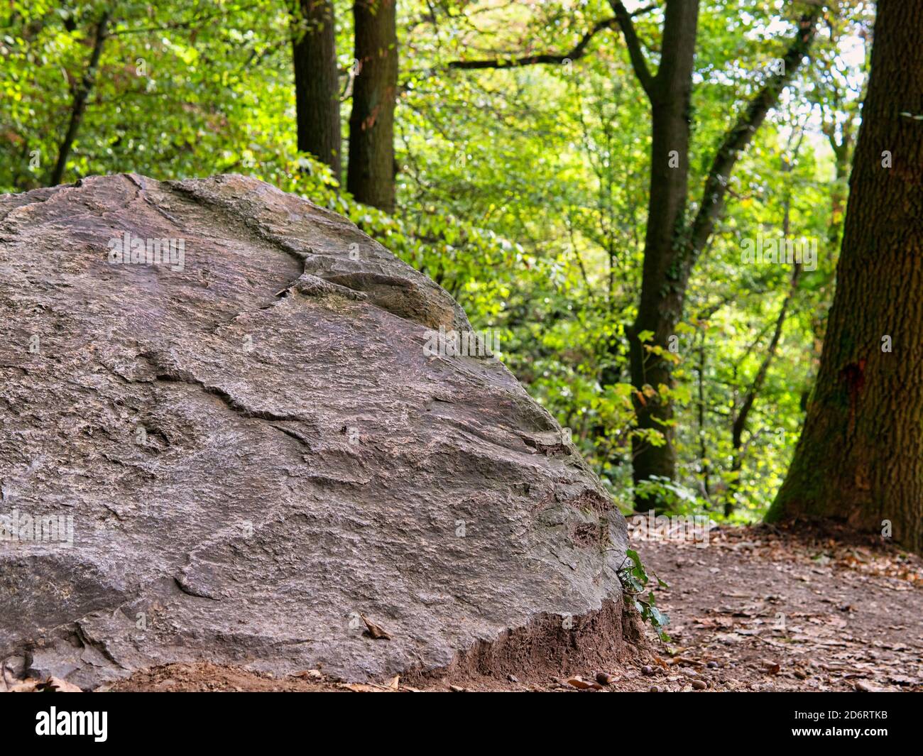 Fels im Wald Stock Photo - Alamy