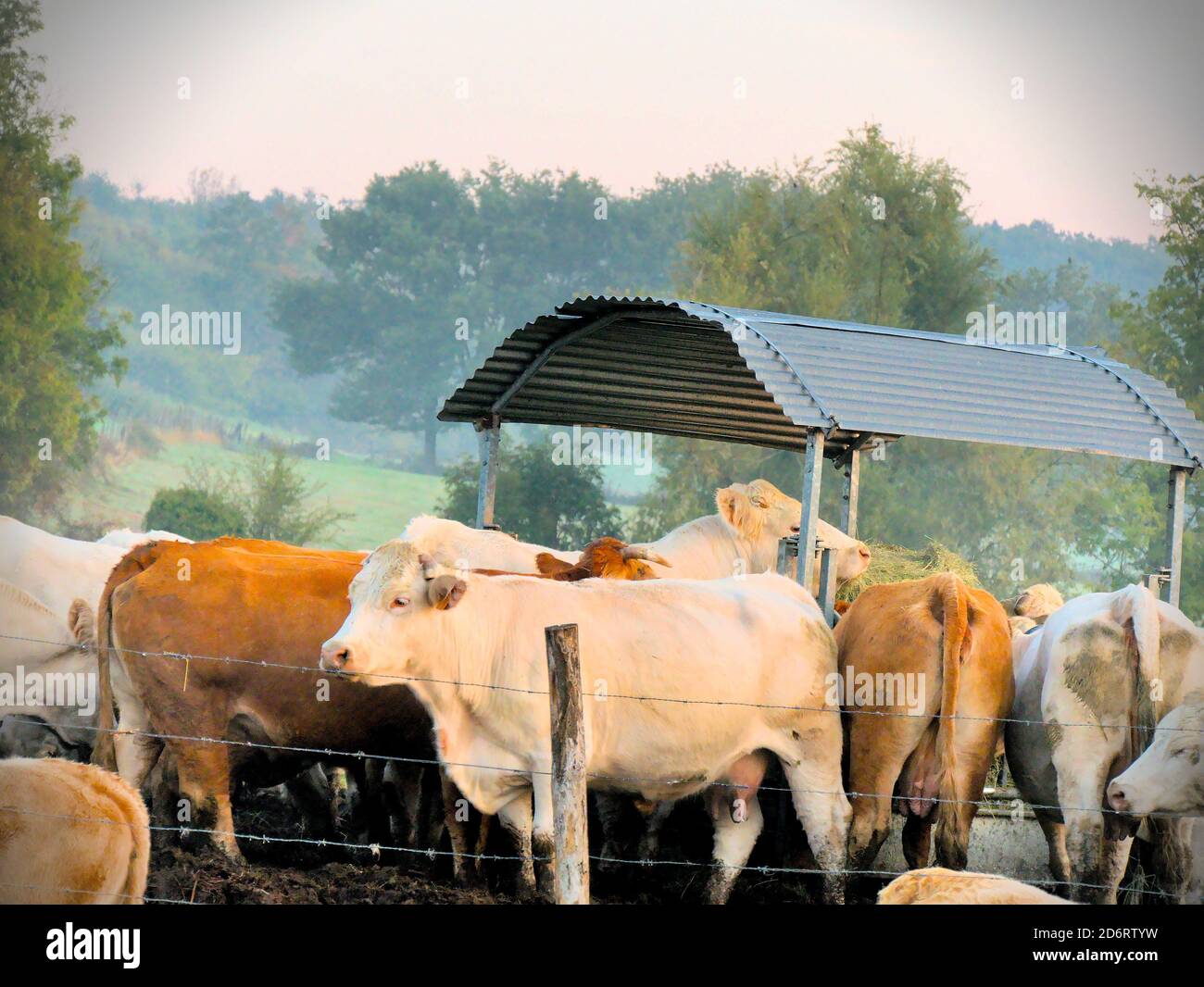 Showing cows hi-res stock photography and images - Alamy
