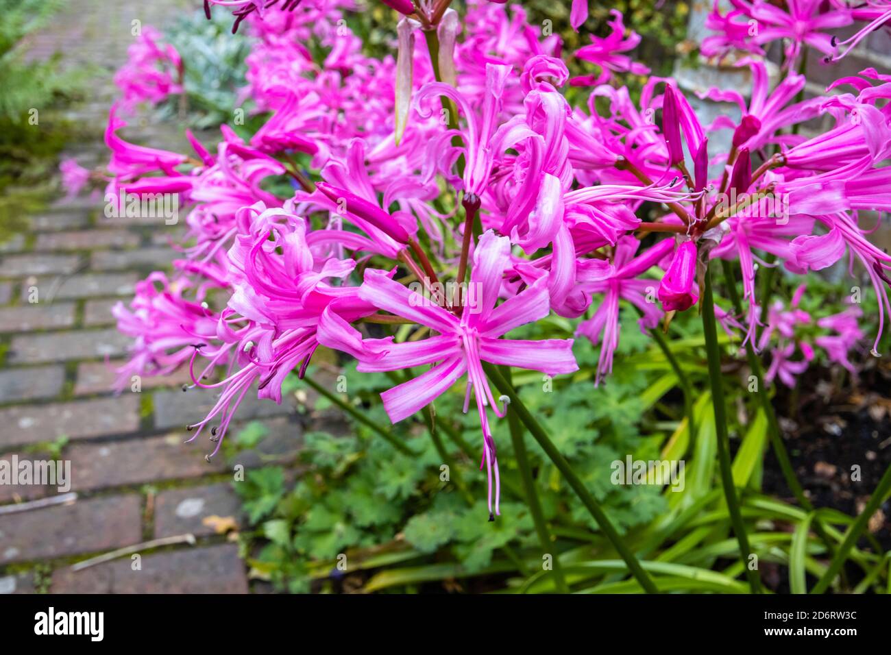 Nerines hi-res stock photography and images - Alamy