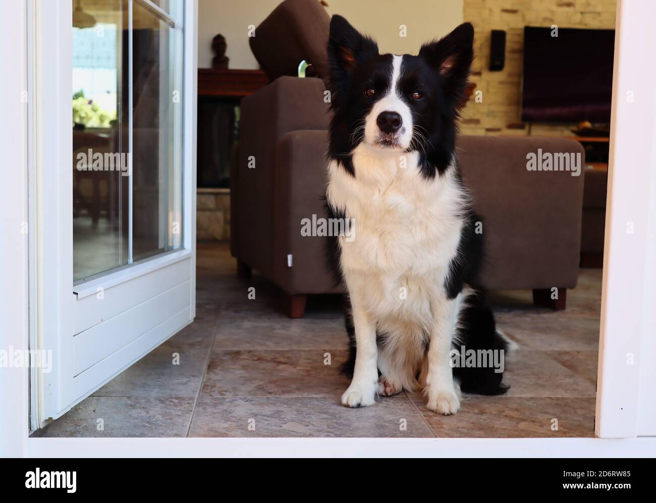 Protective Border Collie Sits Indoors in front of White Door. Black and ...