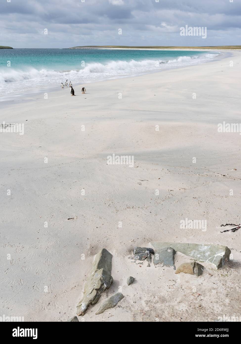 Beach on Bleaker Island. South America, FAlkland Islands, January Stock Photo - Alamy