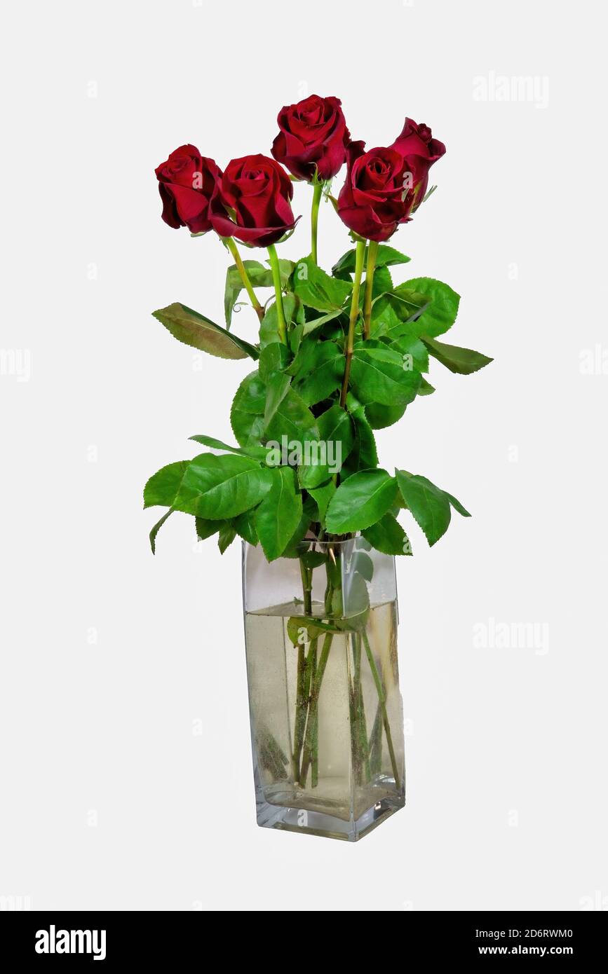 Bouquet of five red roses isolate on a white background. Roses bouquet ...