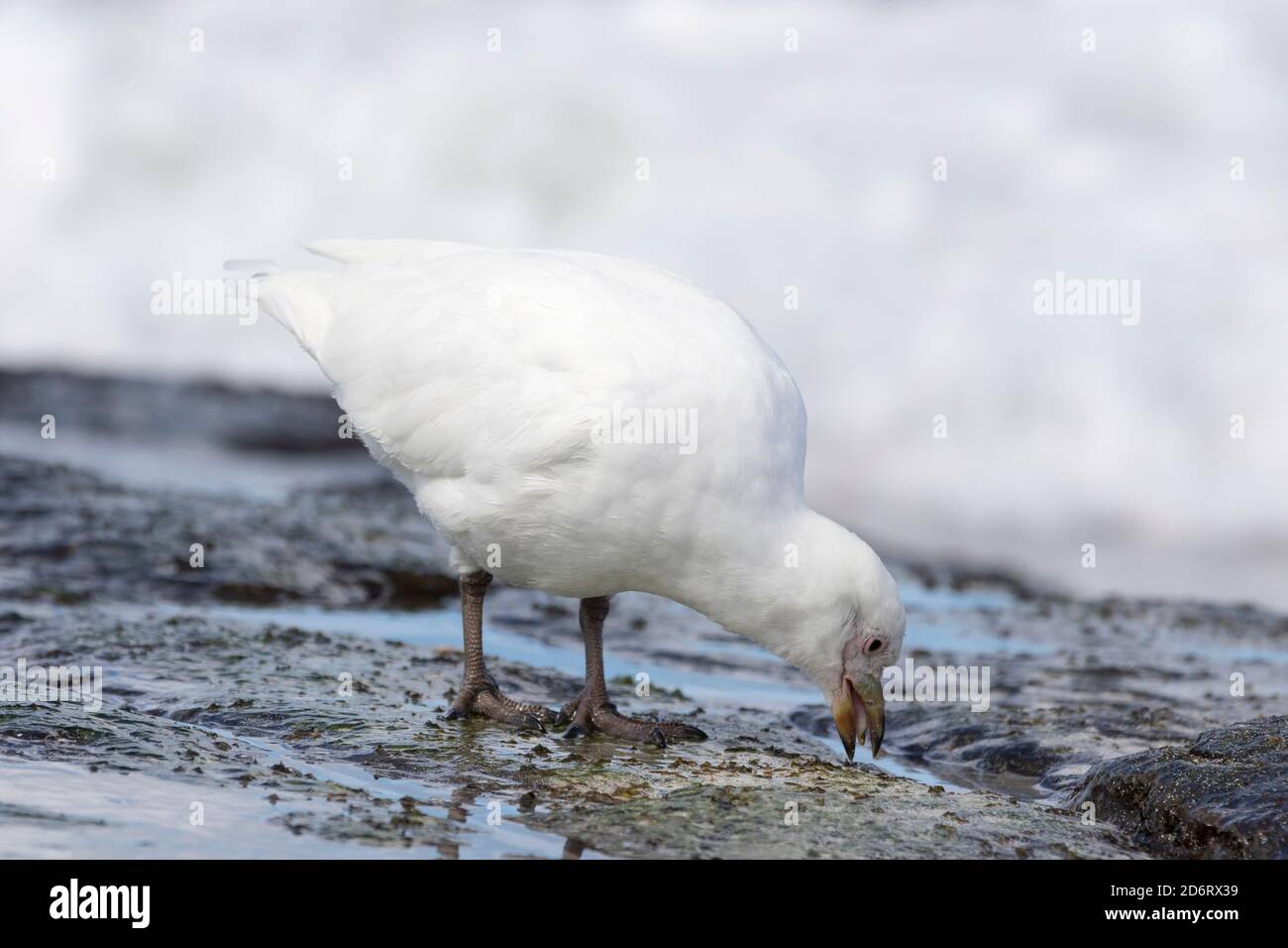 Snowy Sheatbill (Chionis alba) on a rocky shore. Sheathbills are the ...