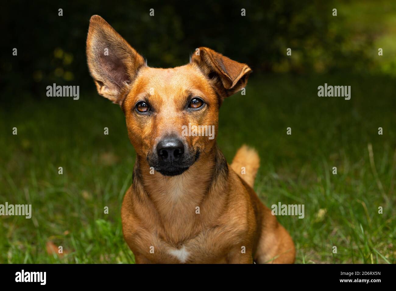 Little terrier mixed breed dog sitting outdoors Stock Photo - Alamy