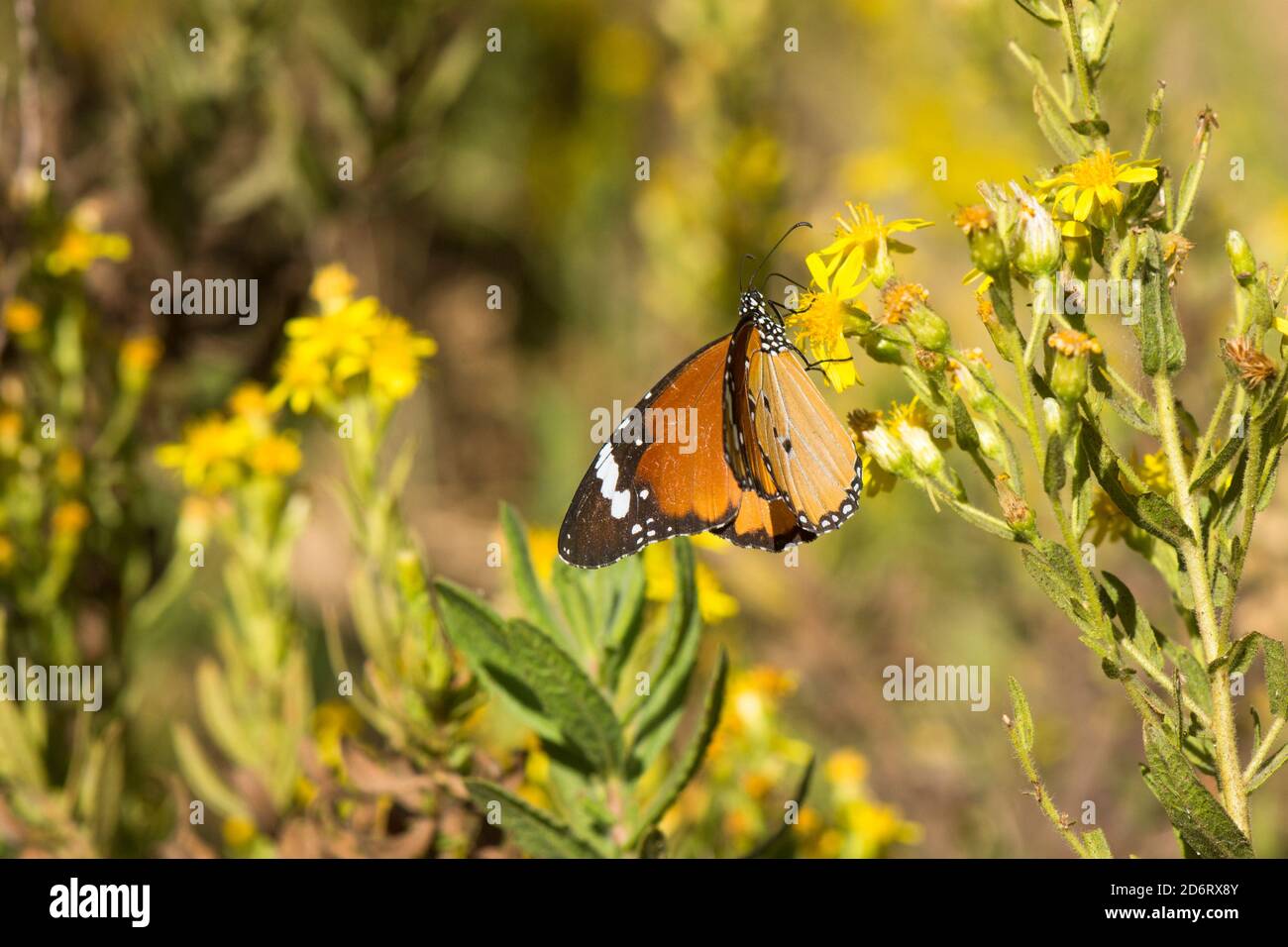 African queen hi-res stock photography and images - Alamy
