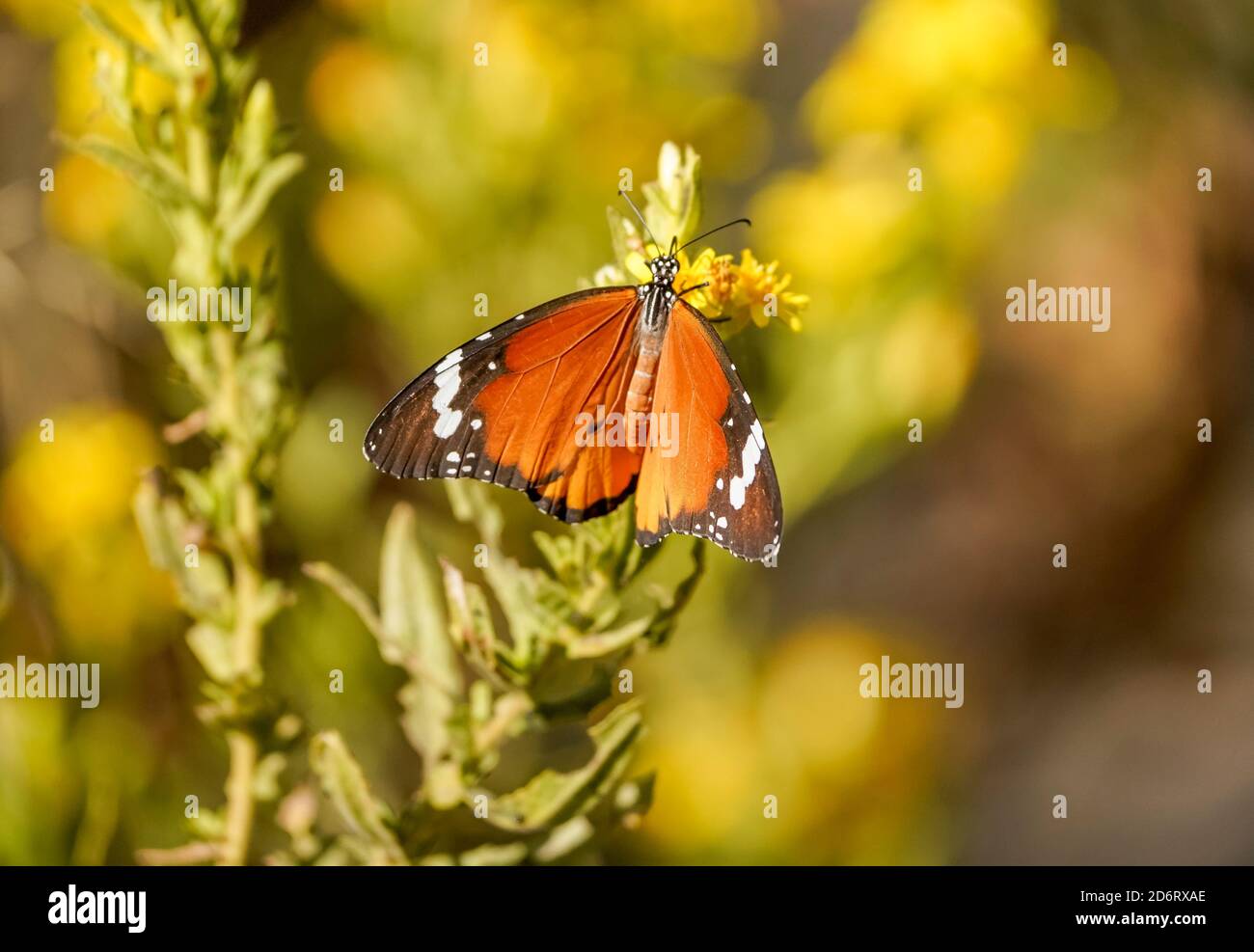 Queen monarch butterfly hi-res stock photography and images - Alamy