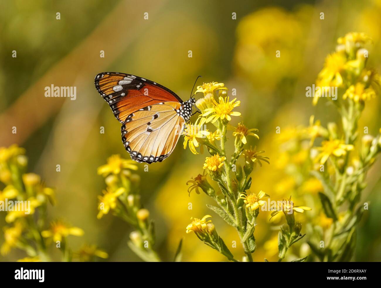 Plain tiger, African queen,or African Monarch (Danaus chrysippus ...