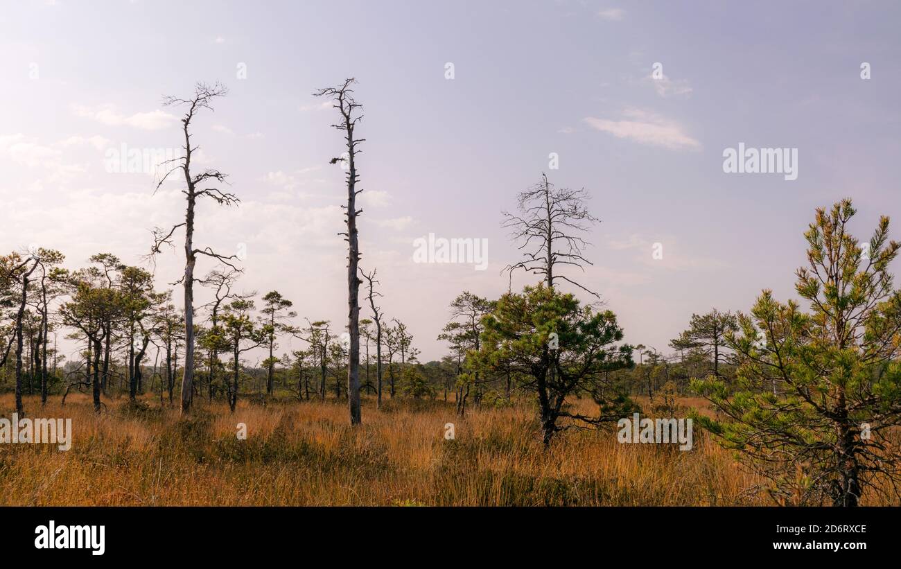 swamp landscape, bog vegetation painted in autumn, grass, moss covers ...