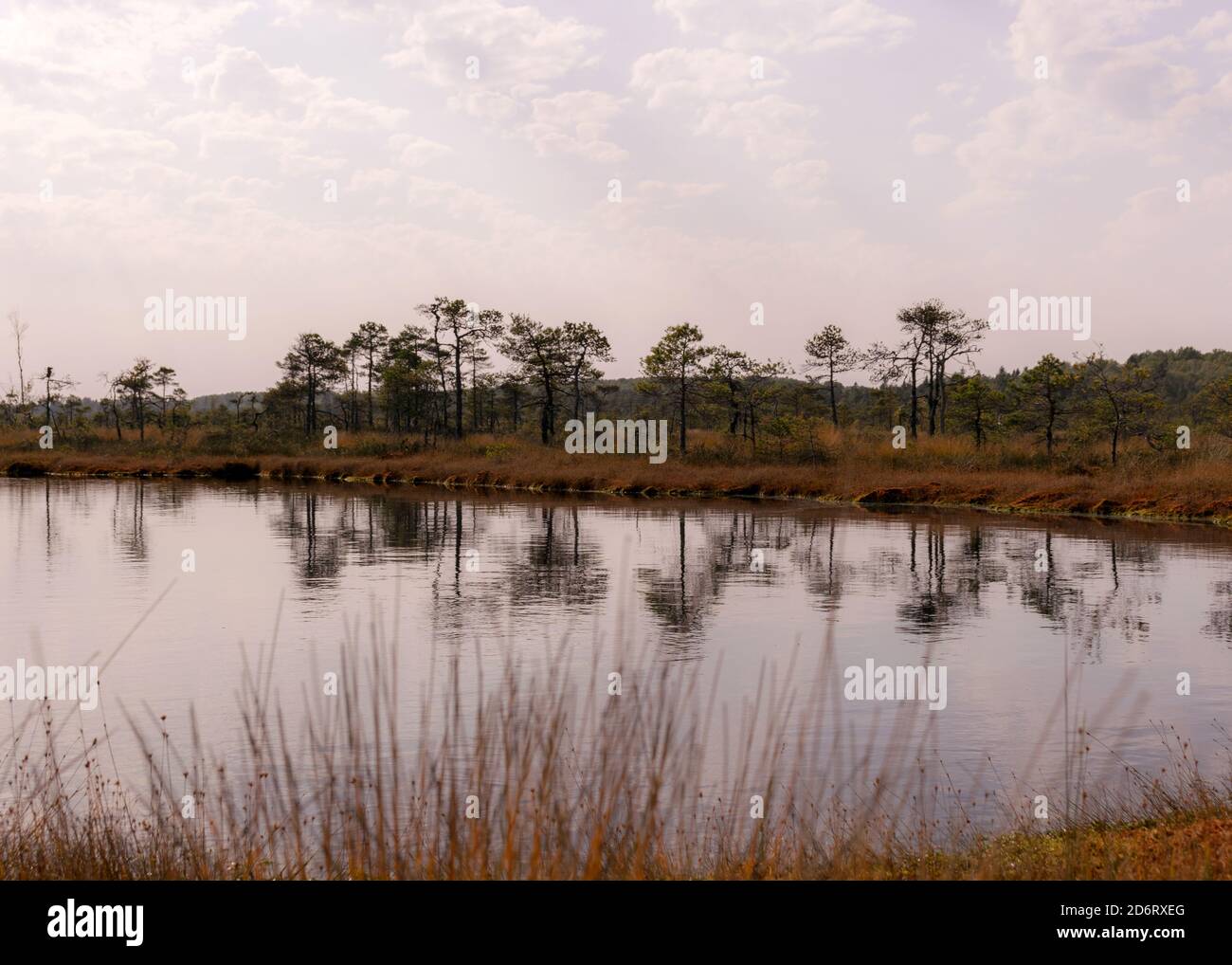 traditional peat swamp landscape, bog vegetation painted in autumn ...
