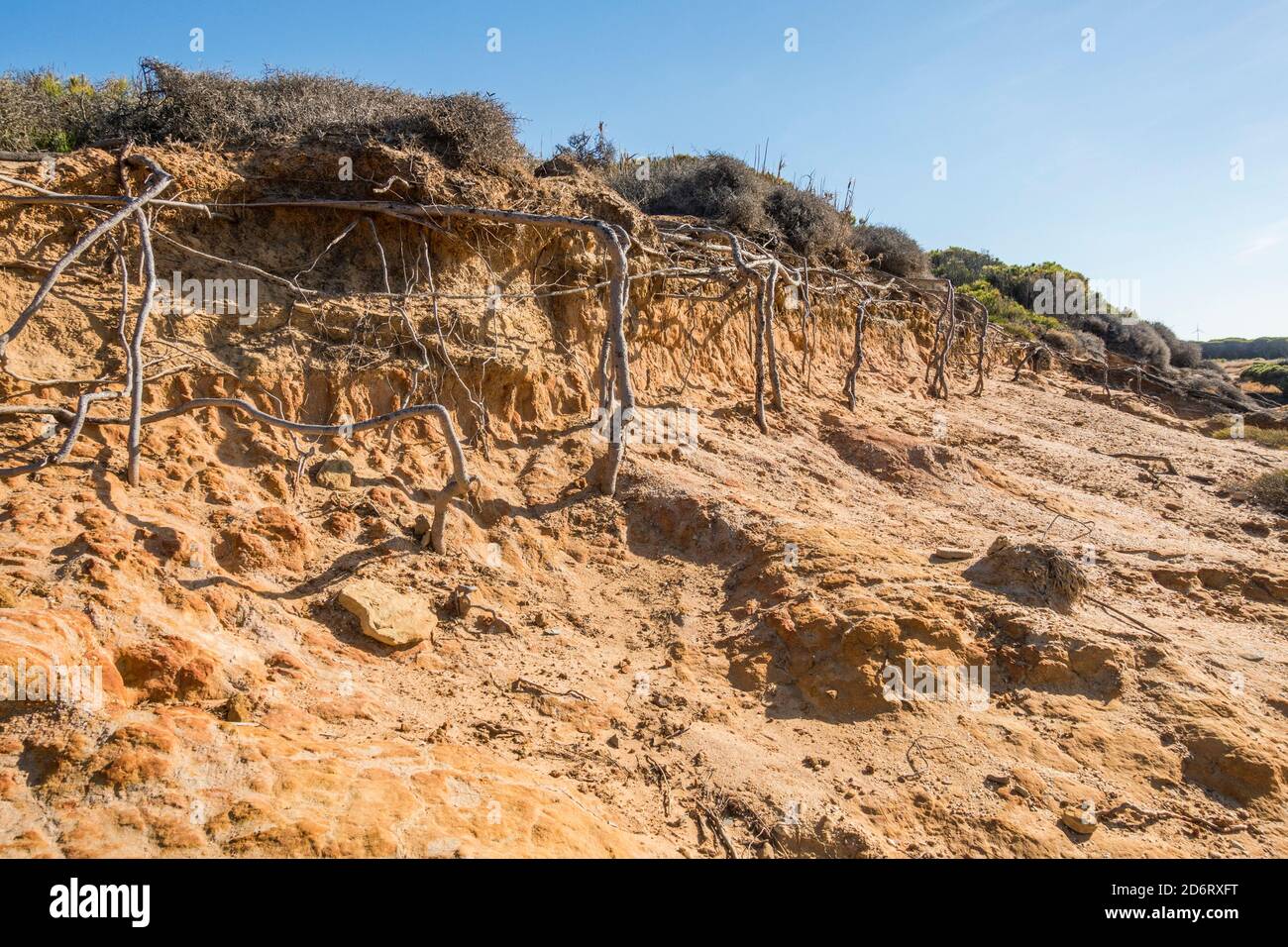 Erosion roots hi-res stock photography and images - Alamy