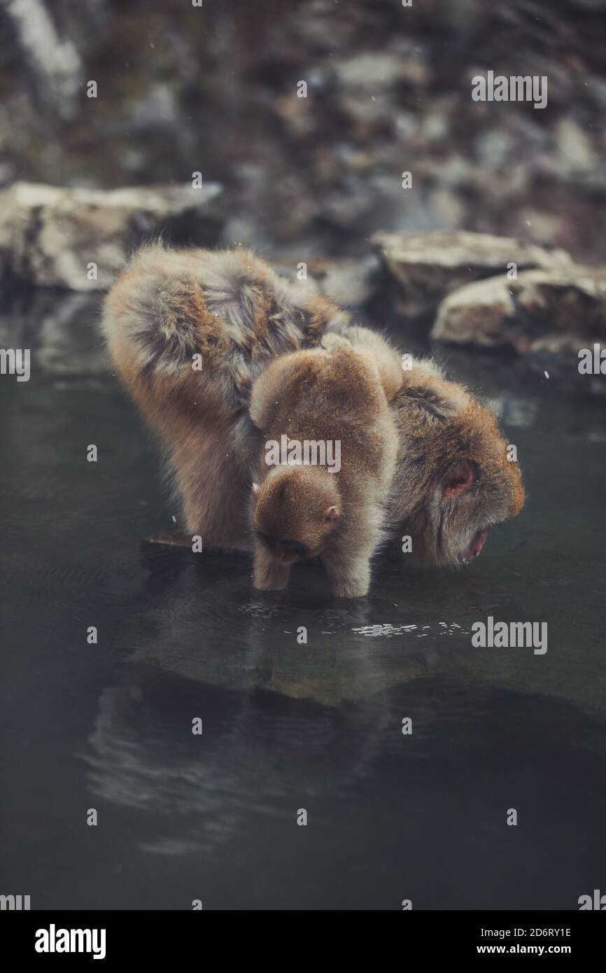 Side view of adult and baby snow monkeys drinking water from lake in ...