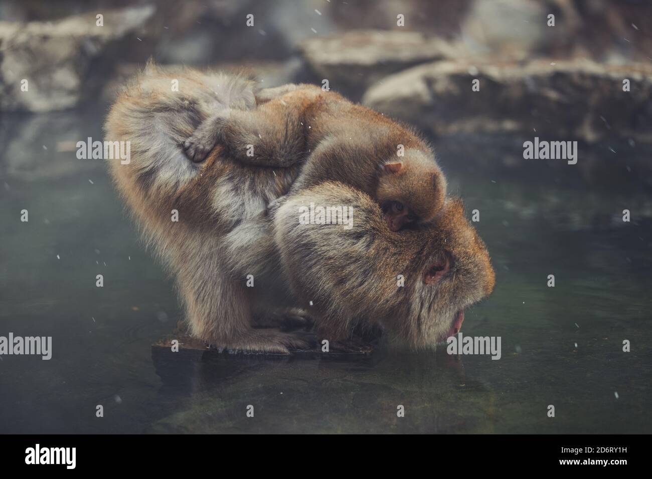 Side view of adult and baby snow monkeys drinking water from lake in ...