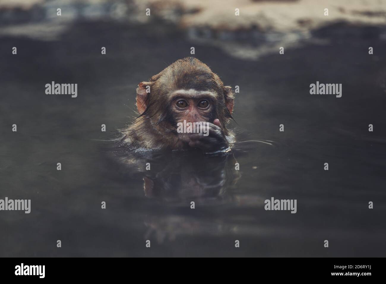 Cute fluffy Japanese macaque sitting in water of pond in Jigokudani ...