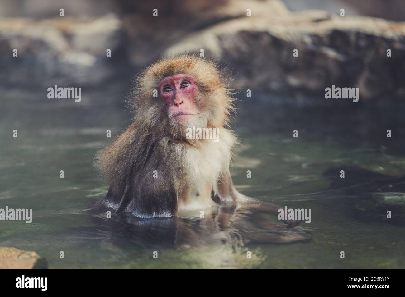 Cute fluffy Japanese macaque sitting in clear water of pond in ...