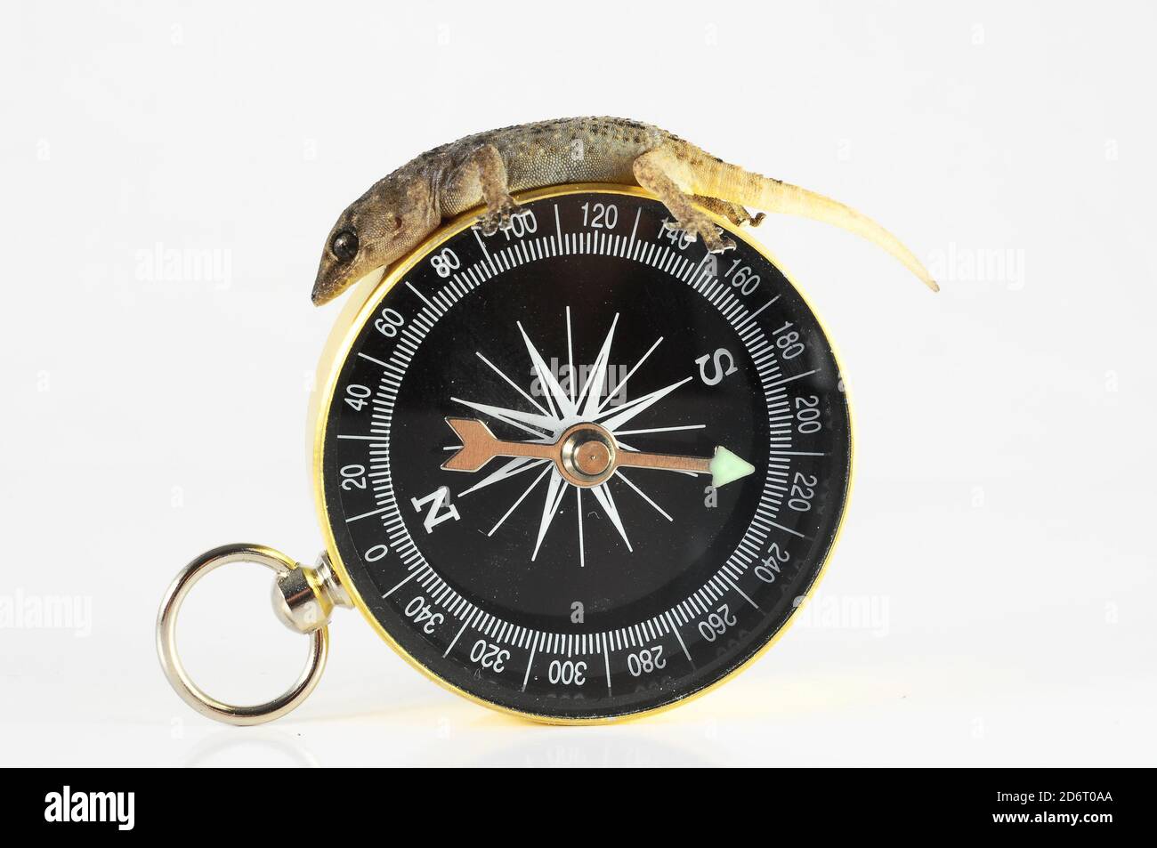 Gecko Lizard and Compass Stock Photo - Alamy
