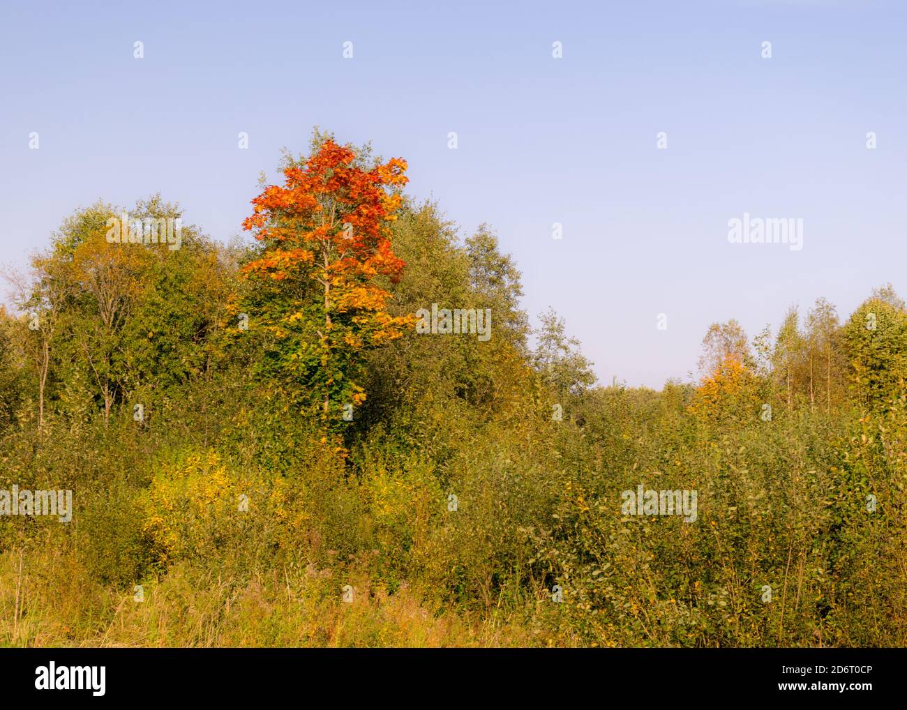 Tree on the side of the road hi-res stock photography and images - Alamy