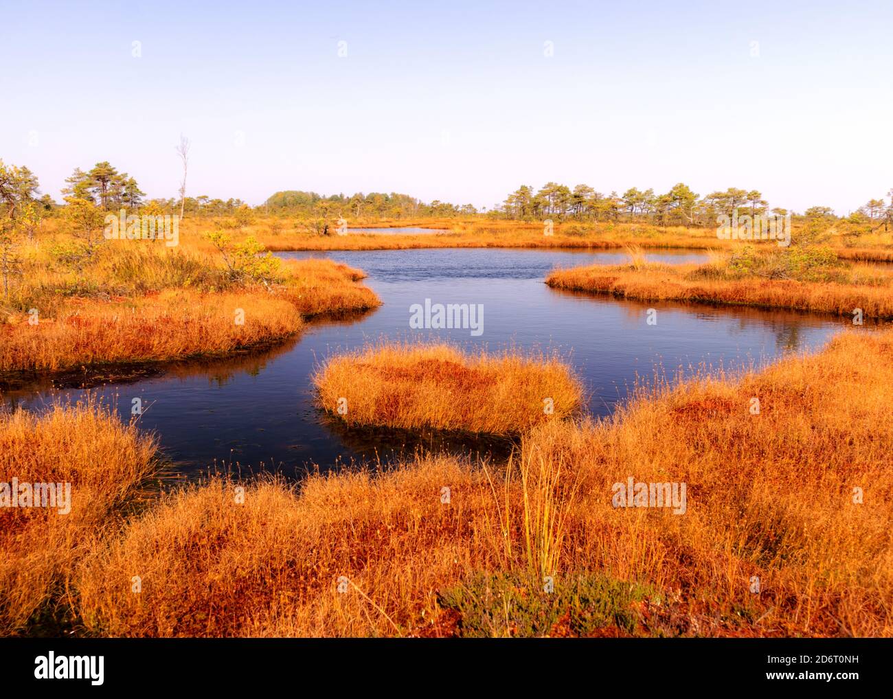 traditional peat bog landscape, bog vegetation painted in autumn, grass ...