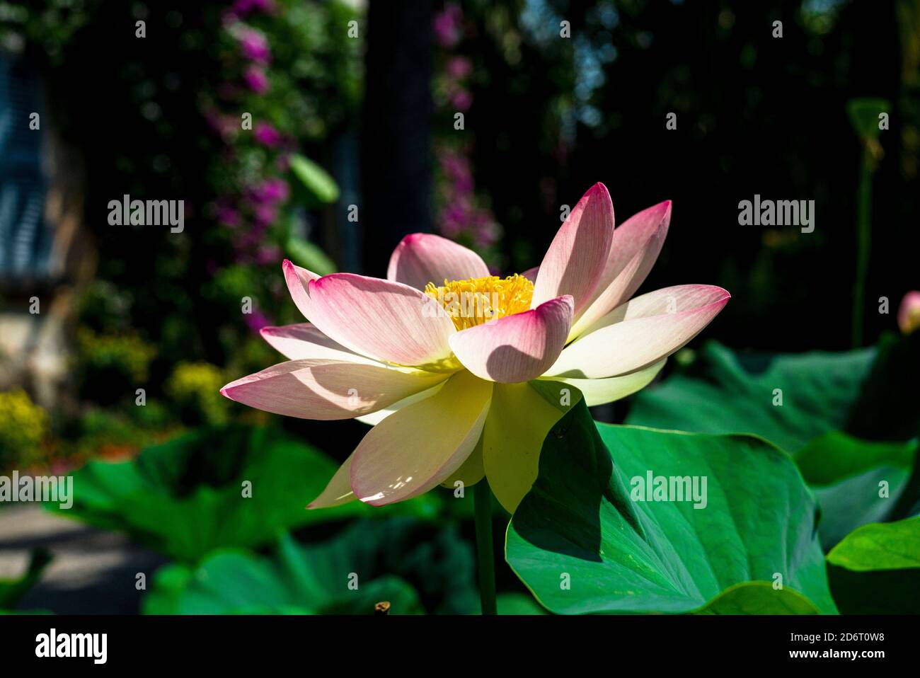Water lily in full bloom Stock Photo - Alamy