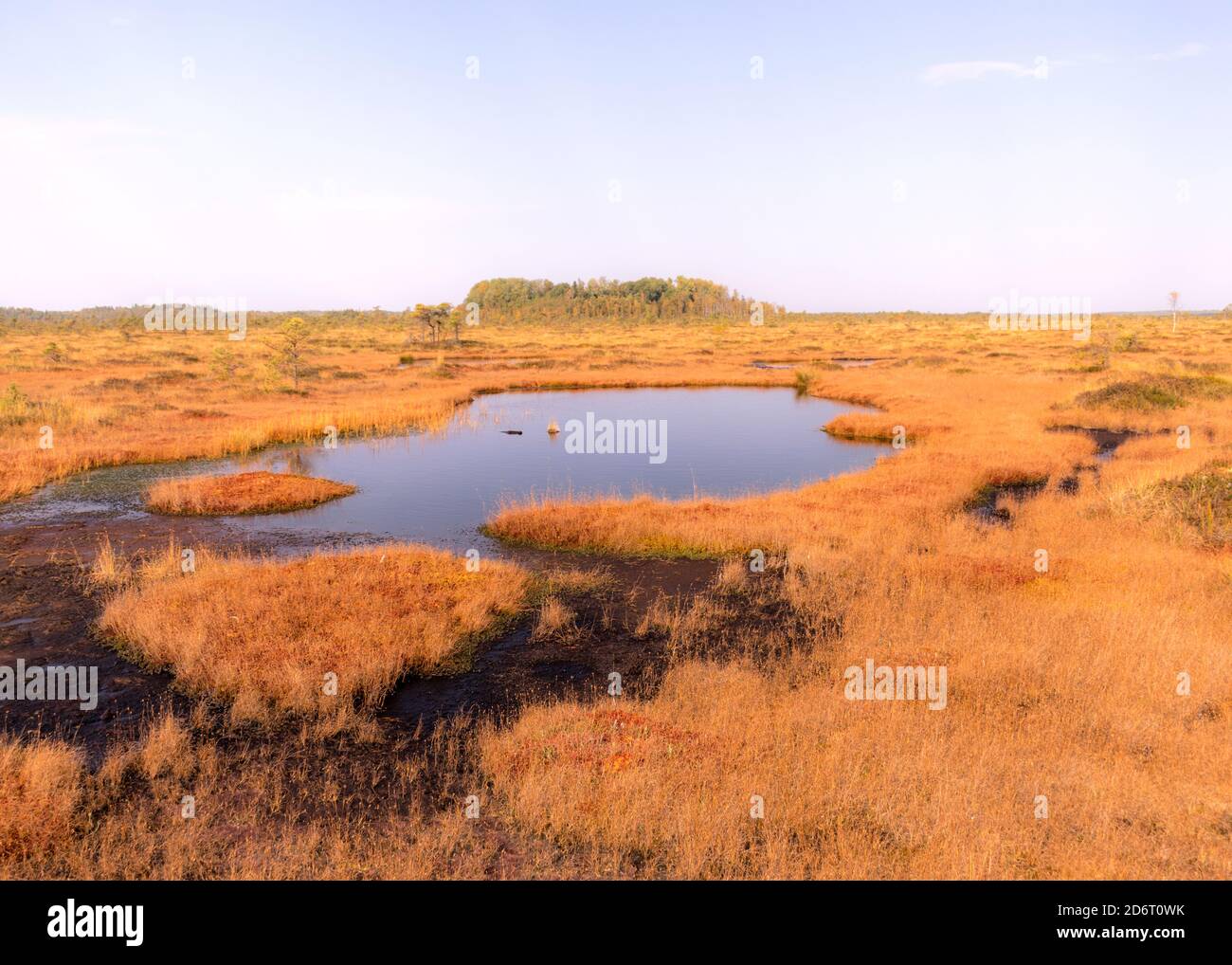 traditional peat bog landscape, bog vegetation painted in autumn, grass ...