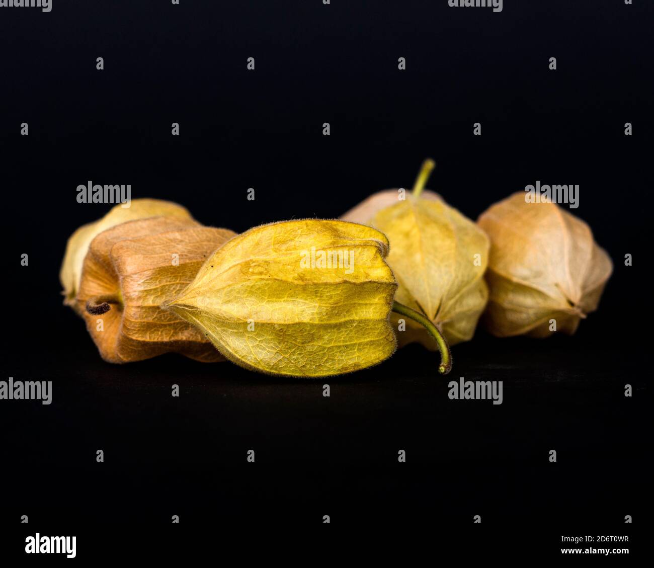 Physalis peruviana edible golden hi-res stock photography and images ...