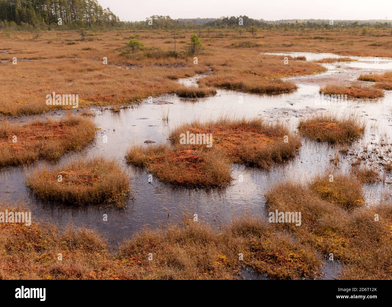traditional peat bog landscape, bog vegetation painted in autumn, grass ...