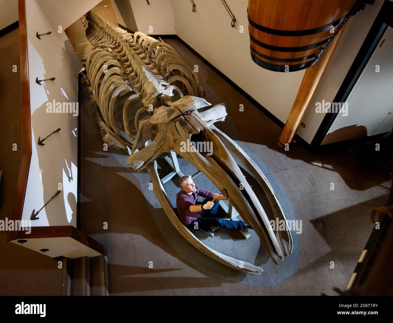 Conservator Nigel Larkin begins work to dismantle a 40ft juvenile North ...