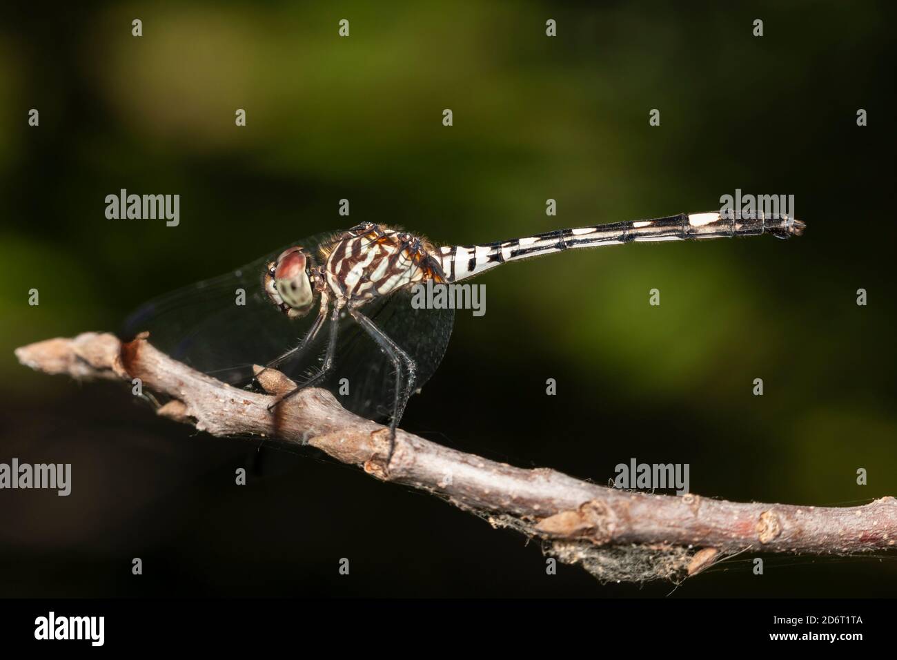 Setwing hi-res stock photography and images - Alamy