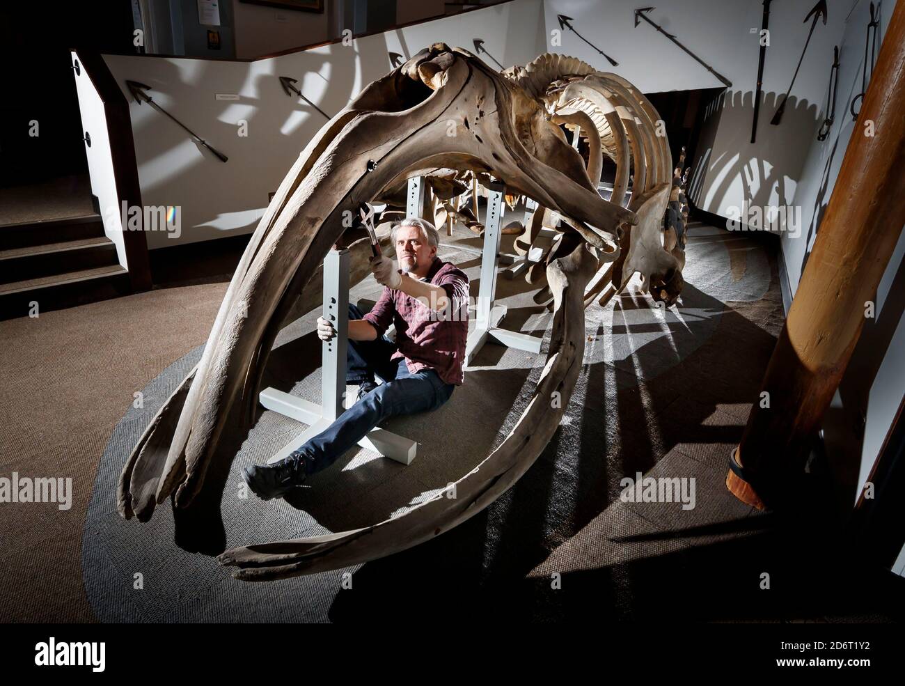 Conservator Nigel Larkin begins work to dismantle a 40ft juvenile North ...