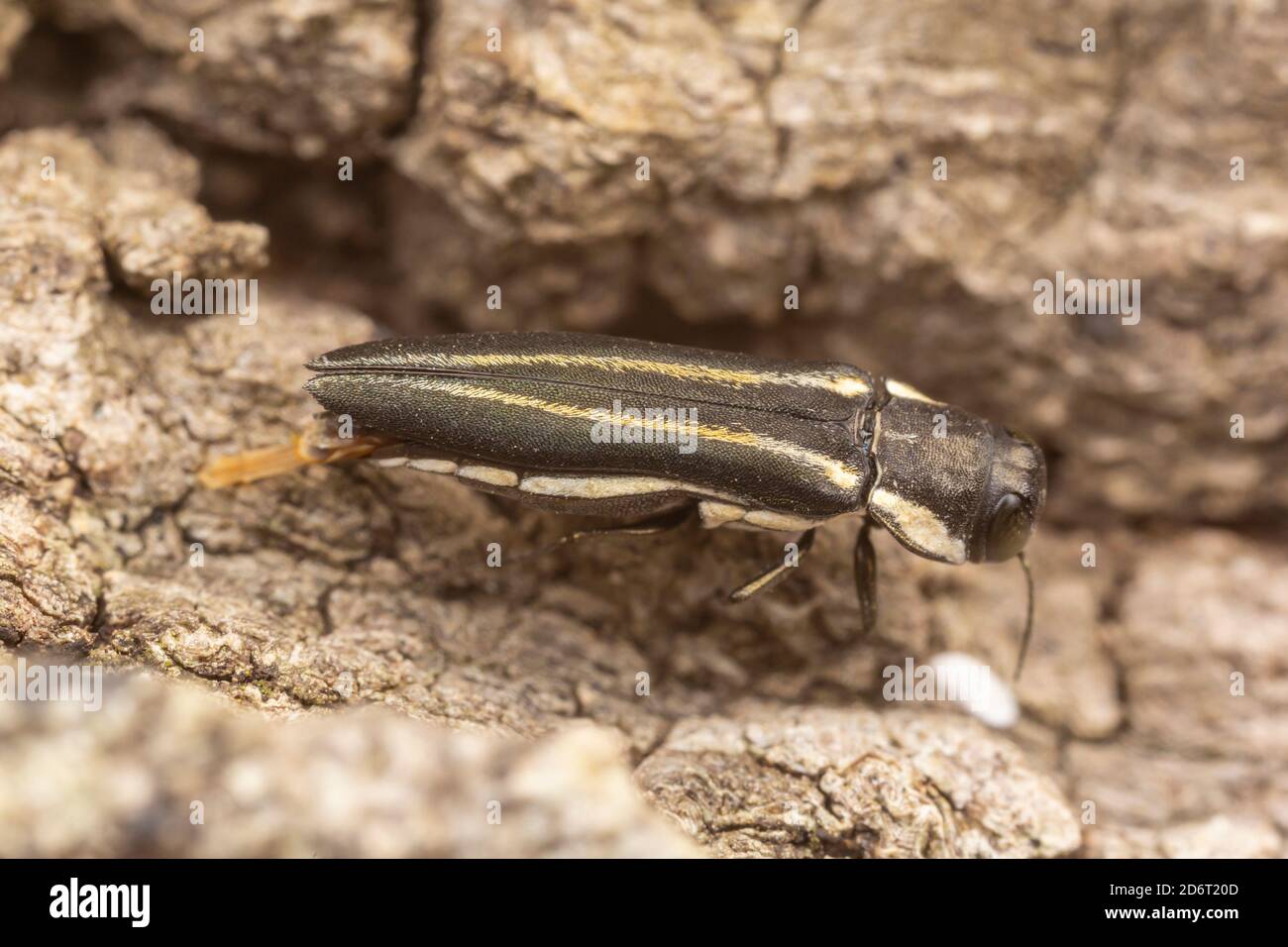 Two-lined Chestnut Borer (Agrilus bilineatus) - Female Ovipositing ...